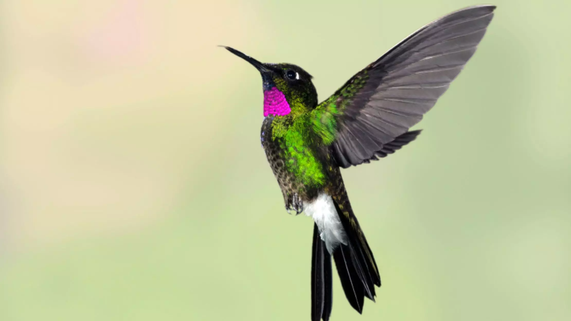 9 Ibintu Byiza Byerekeranye na Hummingbirds