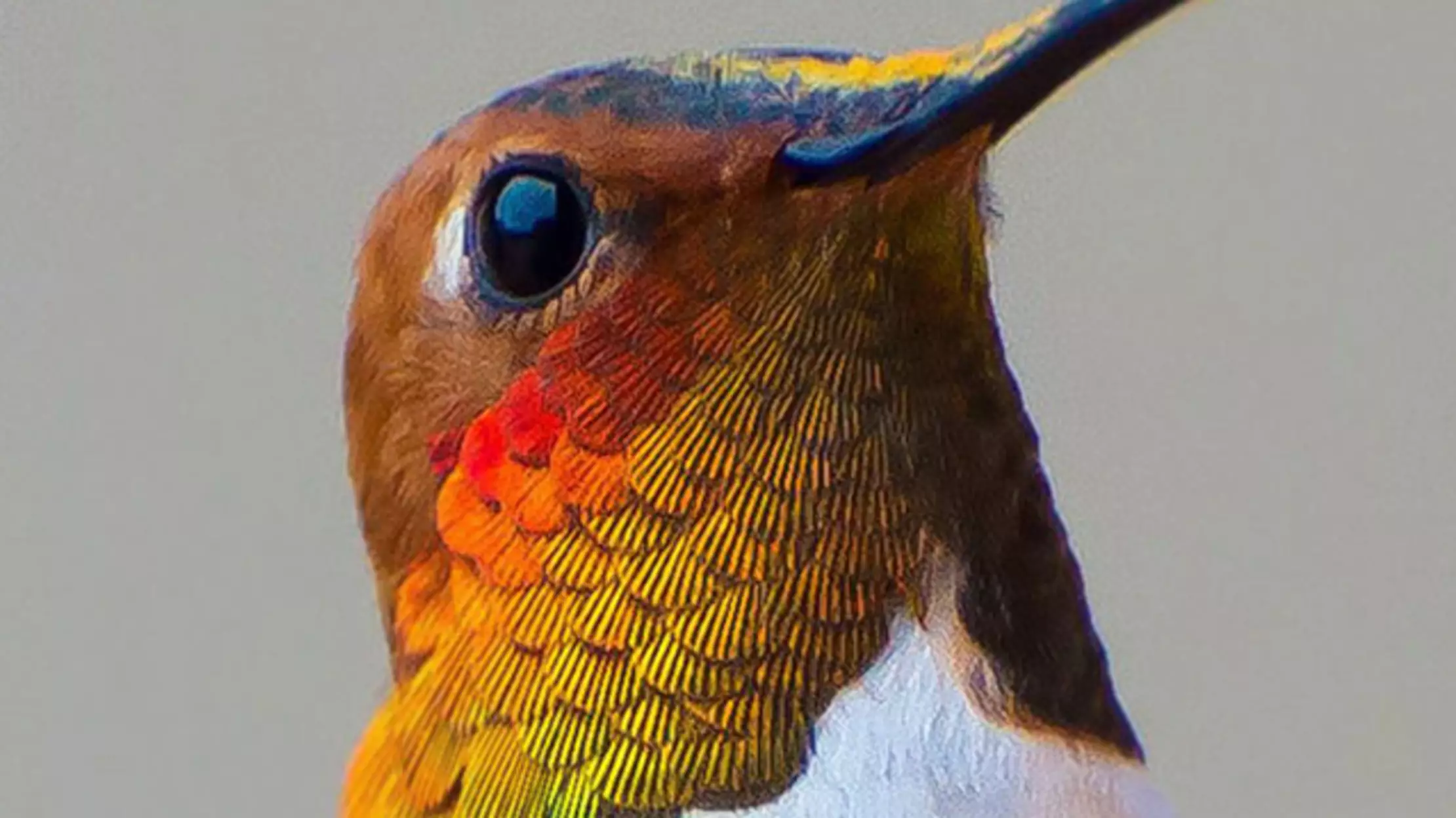 Ceoltóir Instagram Shots Amazing of Hummingbirds in her Backyard