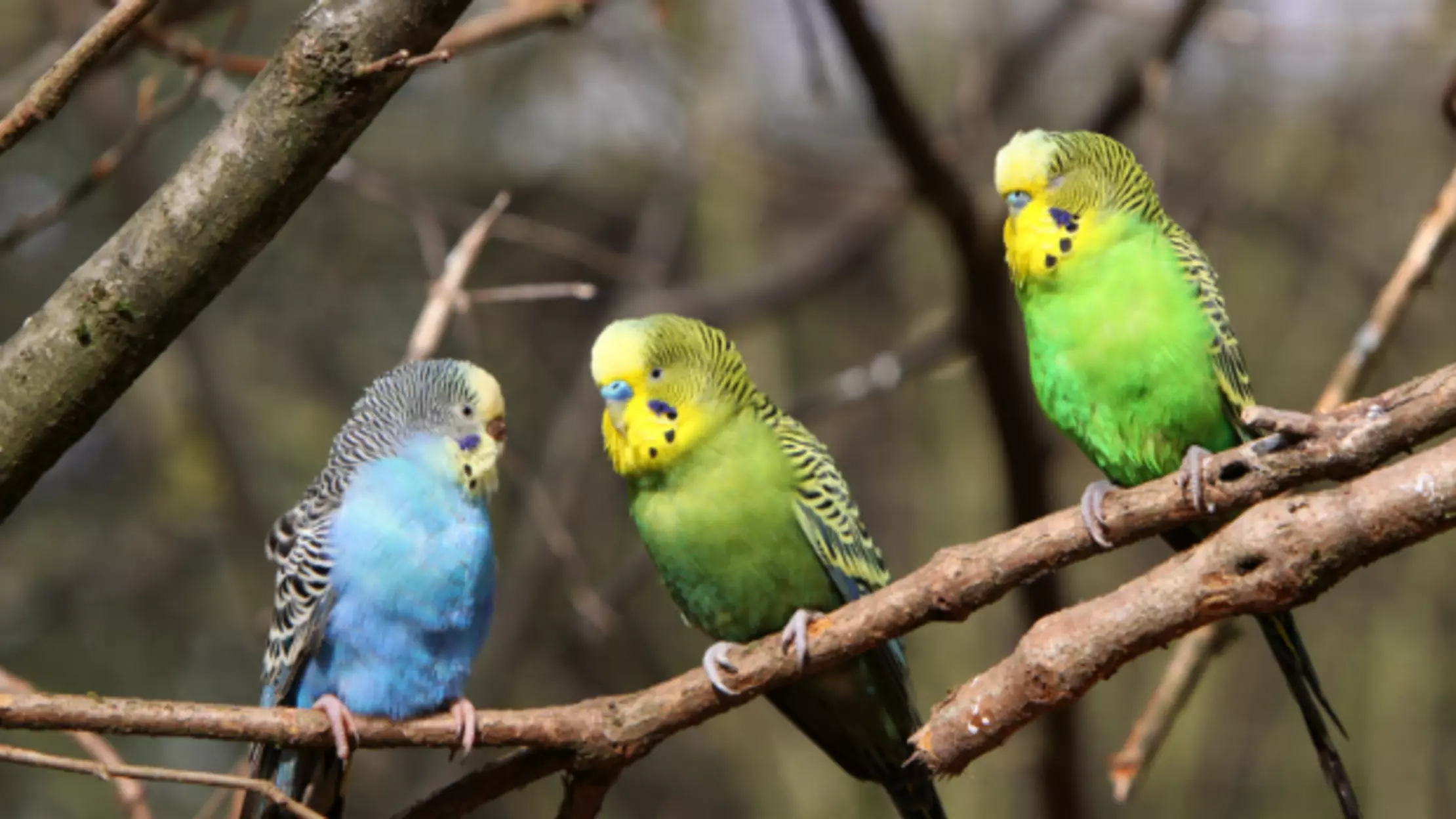 Is Tógálach É do Roinnt Parakeets freisin