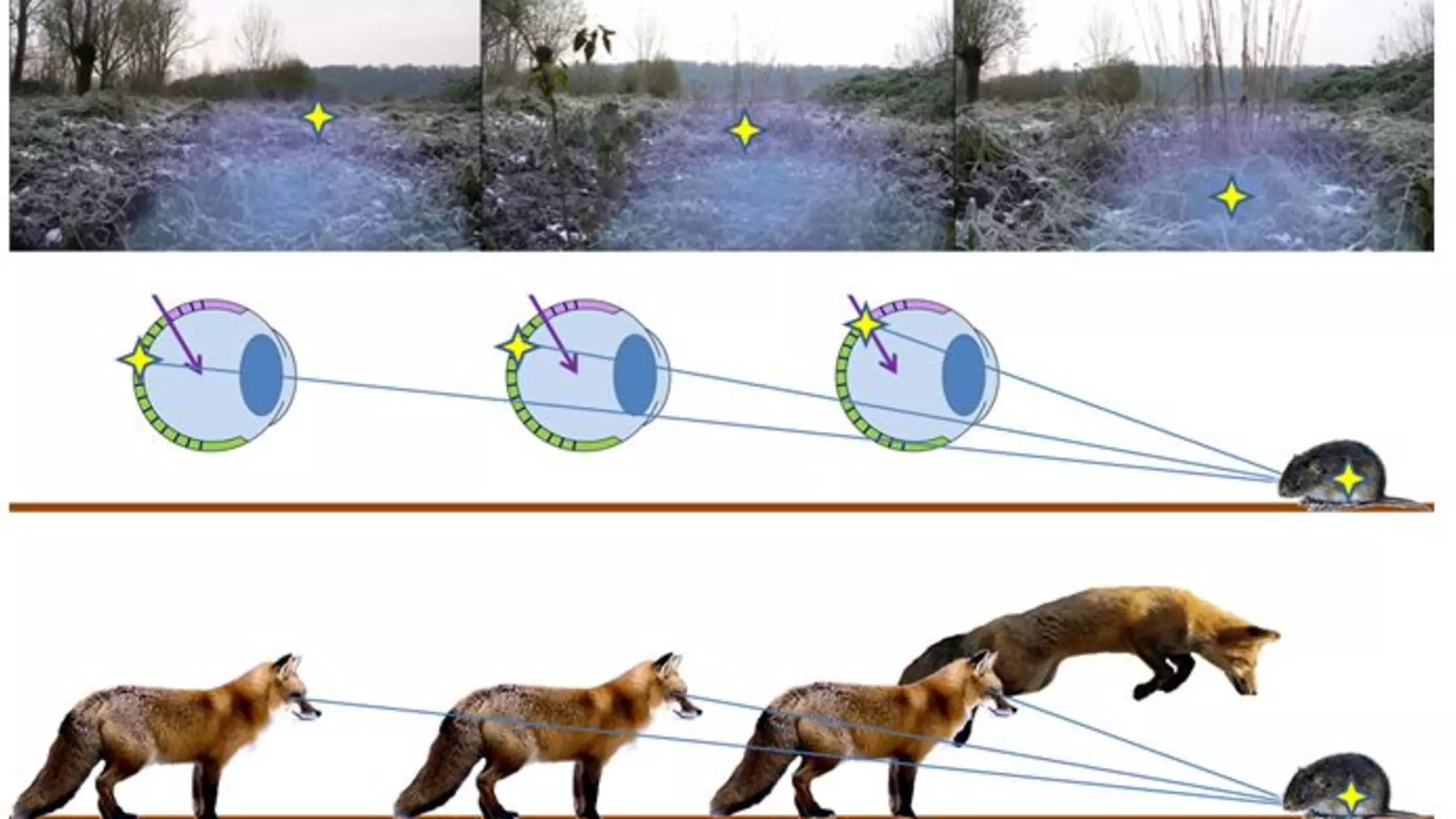 Flees Foxes irashobora guhiga hamwe na Magnetique