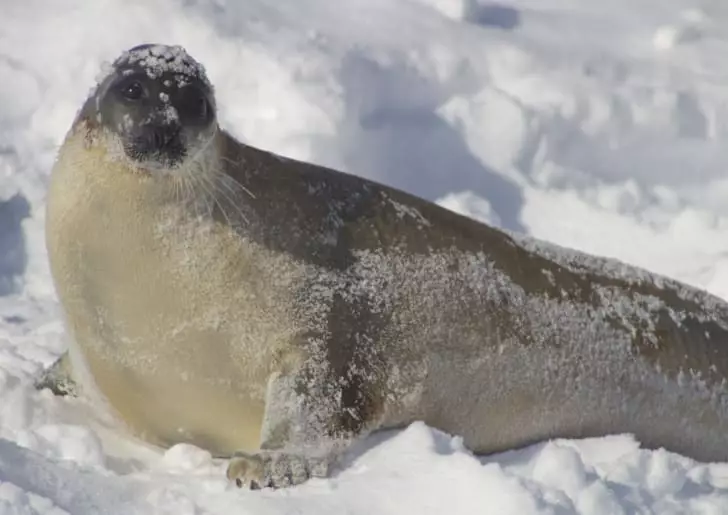 seal ar sneachta