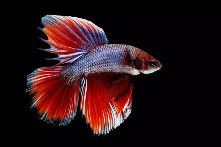 betta pesce