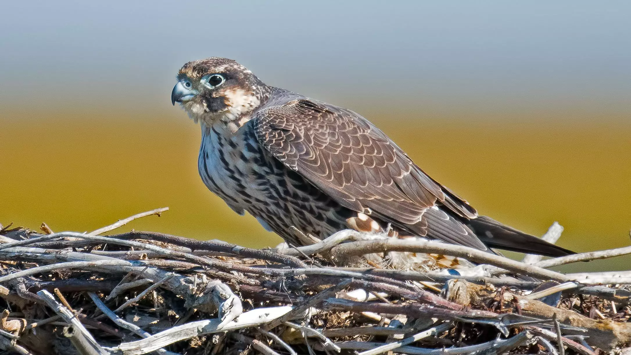 Falcon Cam Livestream