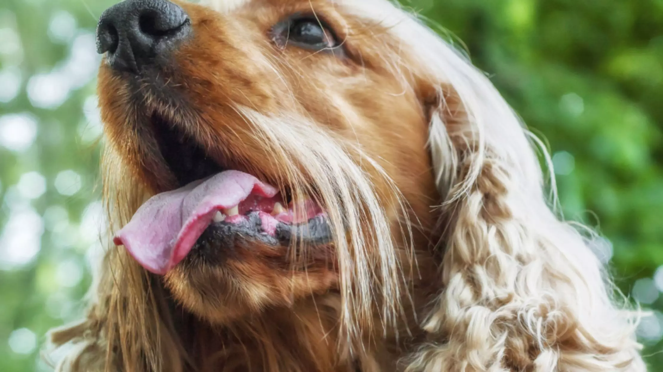 10 Yangan Facts About Cocker Spaniels