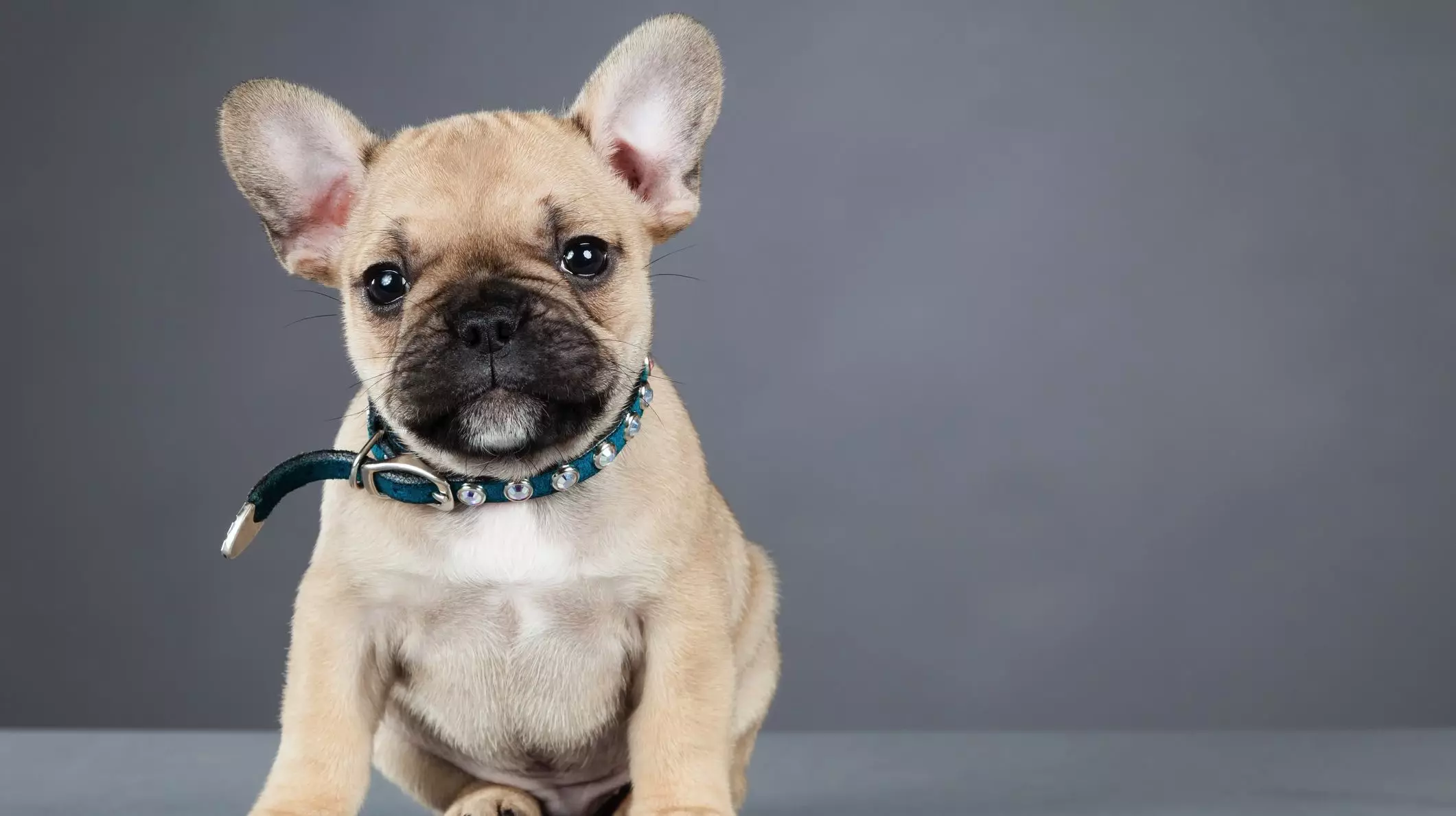 11 Otitọ Nipa French Bulldogs