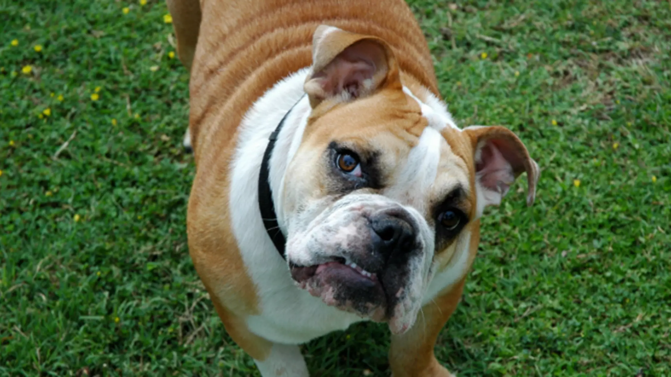 11 Ri to Facts About English Bulldog