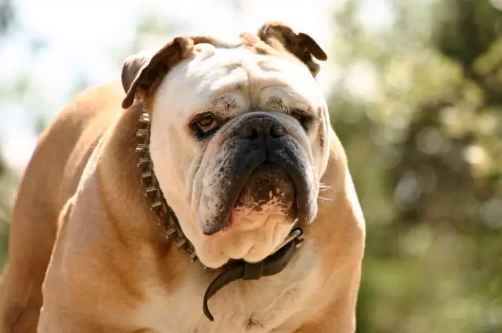 11 Fakta Padat Mengenai Bulldog Inggeris 2738_1