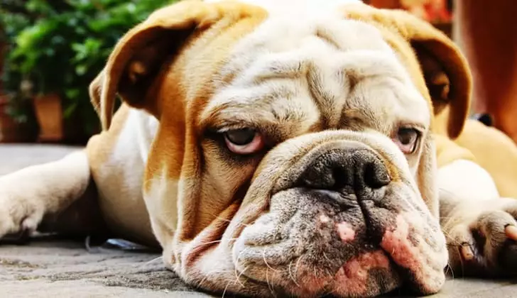 11 Fakta Padat Mengenai Bulldog Inggeris 2738_2