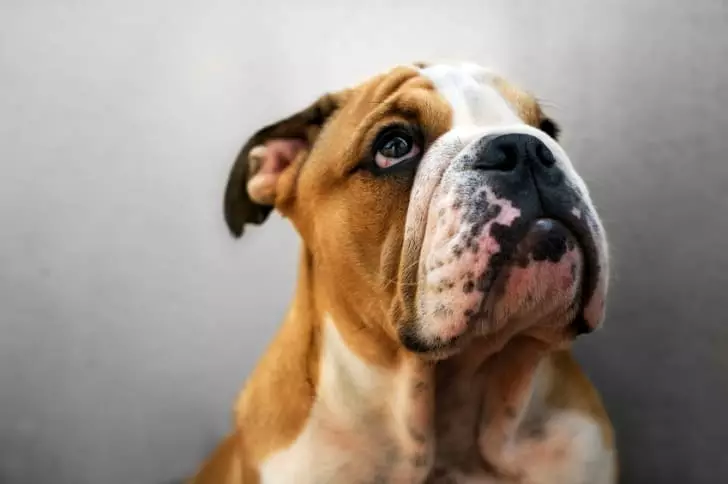 11 Fakta Padat Mengenai Bulldog Inggeris 2738_4