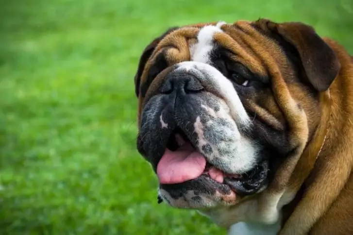 11 Fa'amatalaga Mautu e uiga i le English Bulldog 2738_5