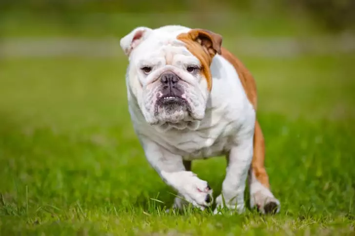 11 Fa'amatalaga Mautu e uiga i le English Bulldog 2738_8