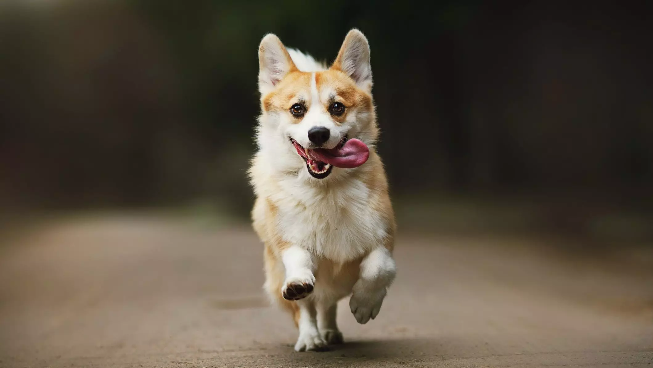 10 Fatti Divertenti Dwar Corgis