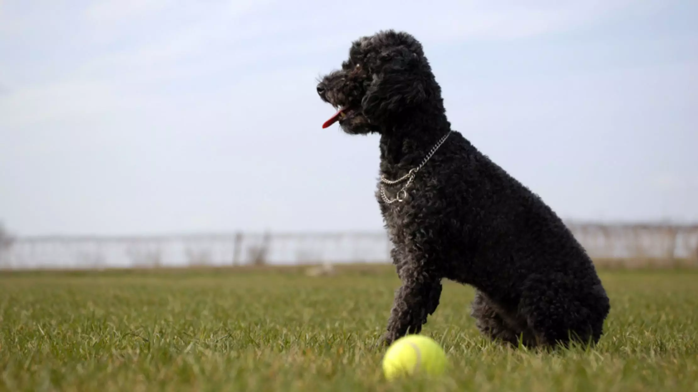 10 Fancy Facts About Poodles