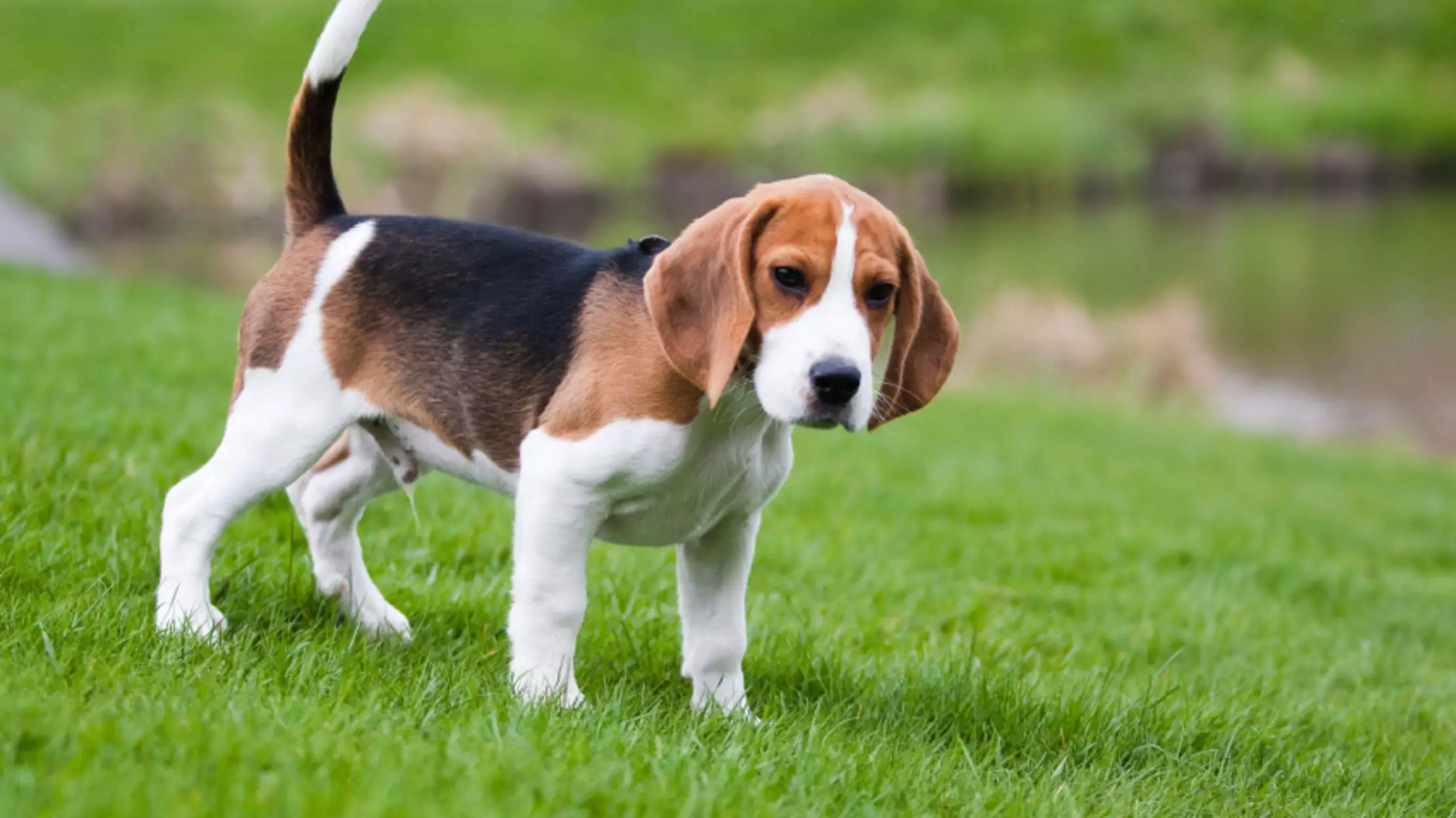 10 Howling Good Facts About Beagles