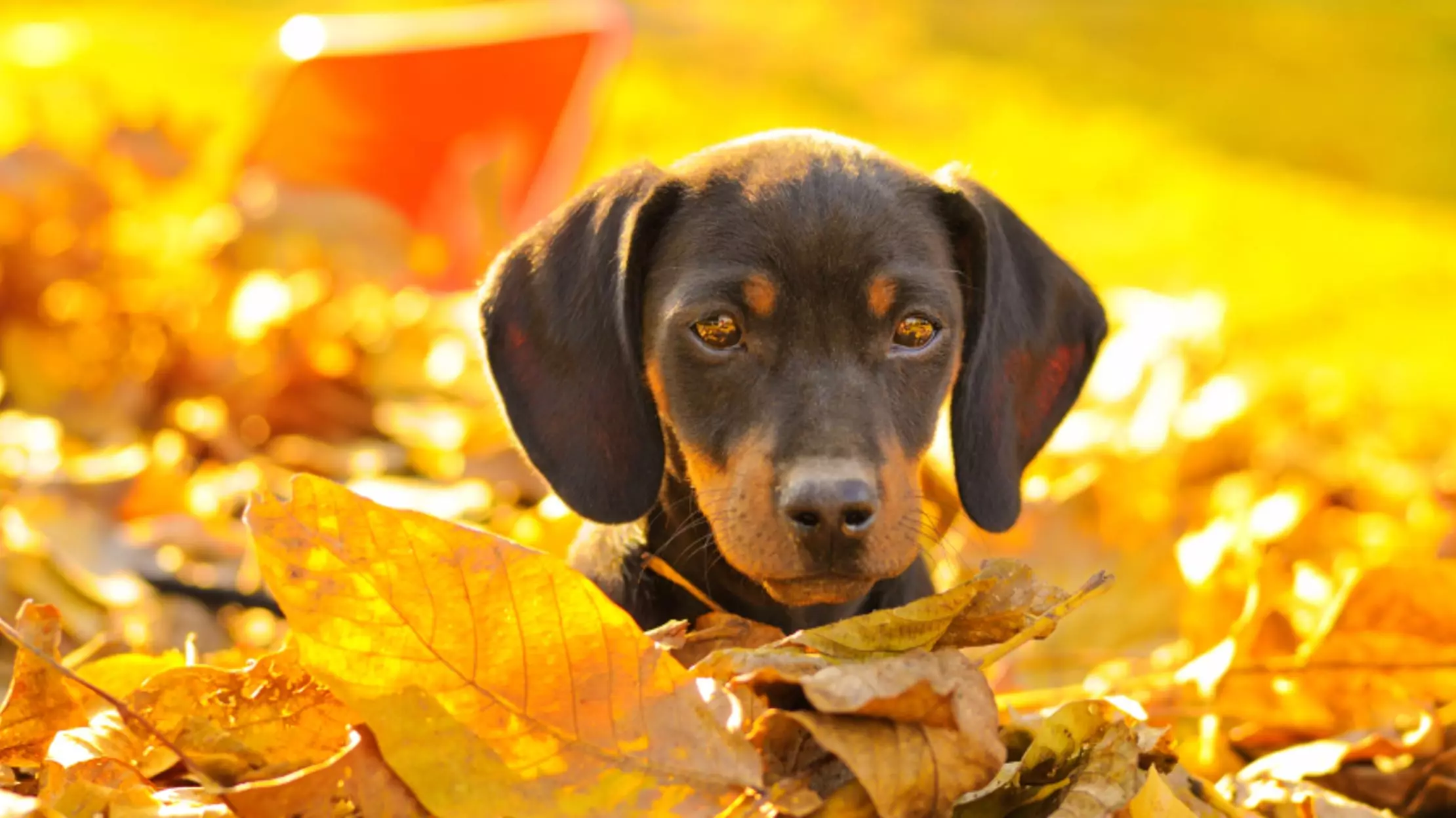 9 Fatti Spunky Dwar Dachshunds