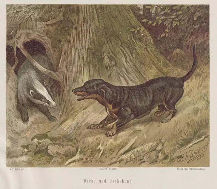 9 Spunkaj Faktoj Pri Dachshunds 2742_1