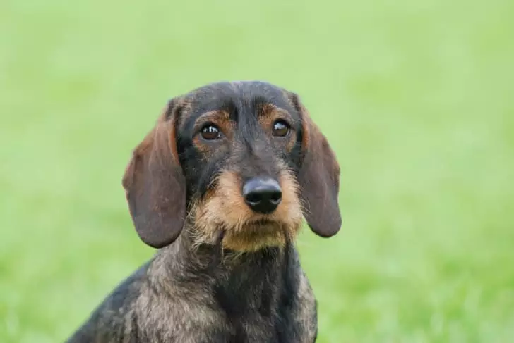 9 Spunkaj Faktoj Pri Dachshunds 2742_2