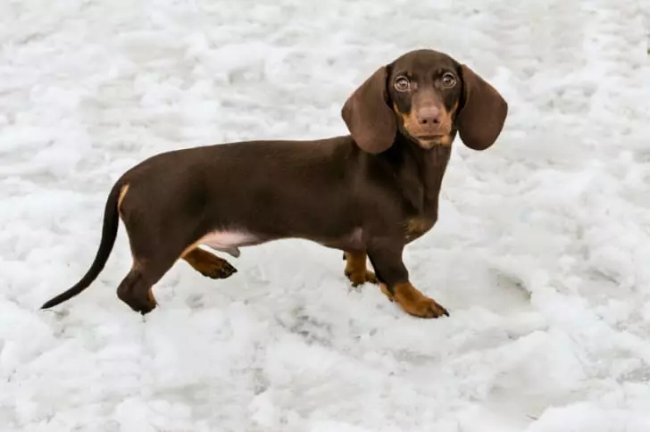 9 Reyalite Spunky Sou Dachshunds 2742_4