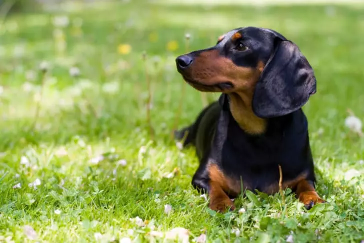 9 Spunky feiten oer Dachshunds 2742_6