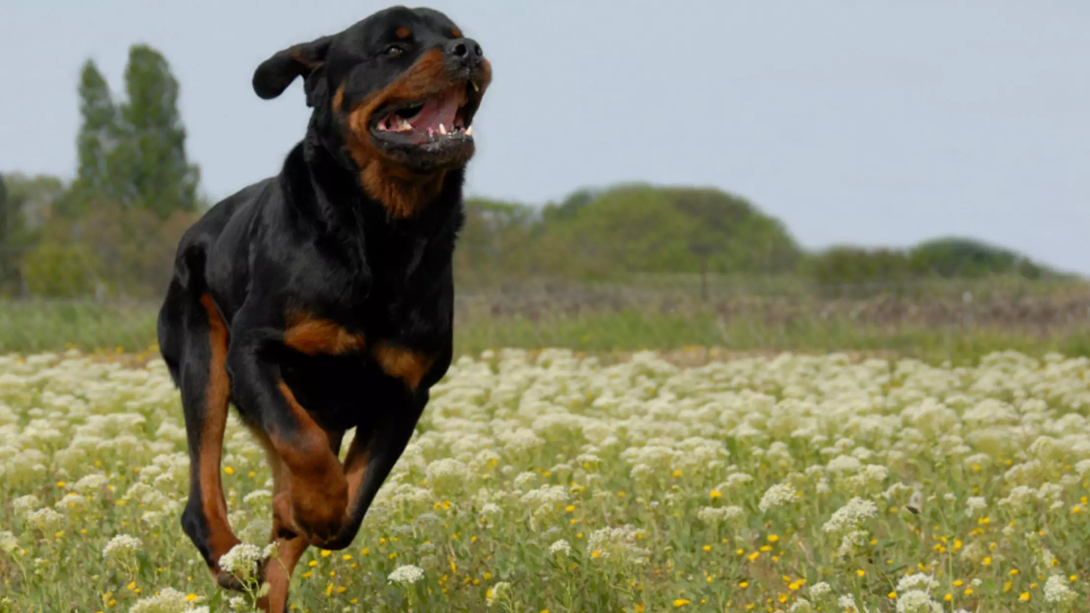 10 Fakta Teguh Mengenai Rottweiler