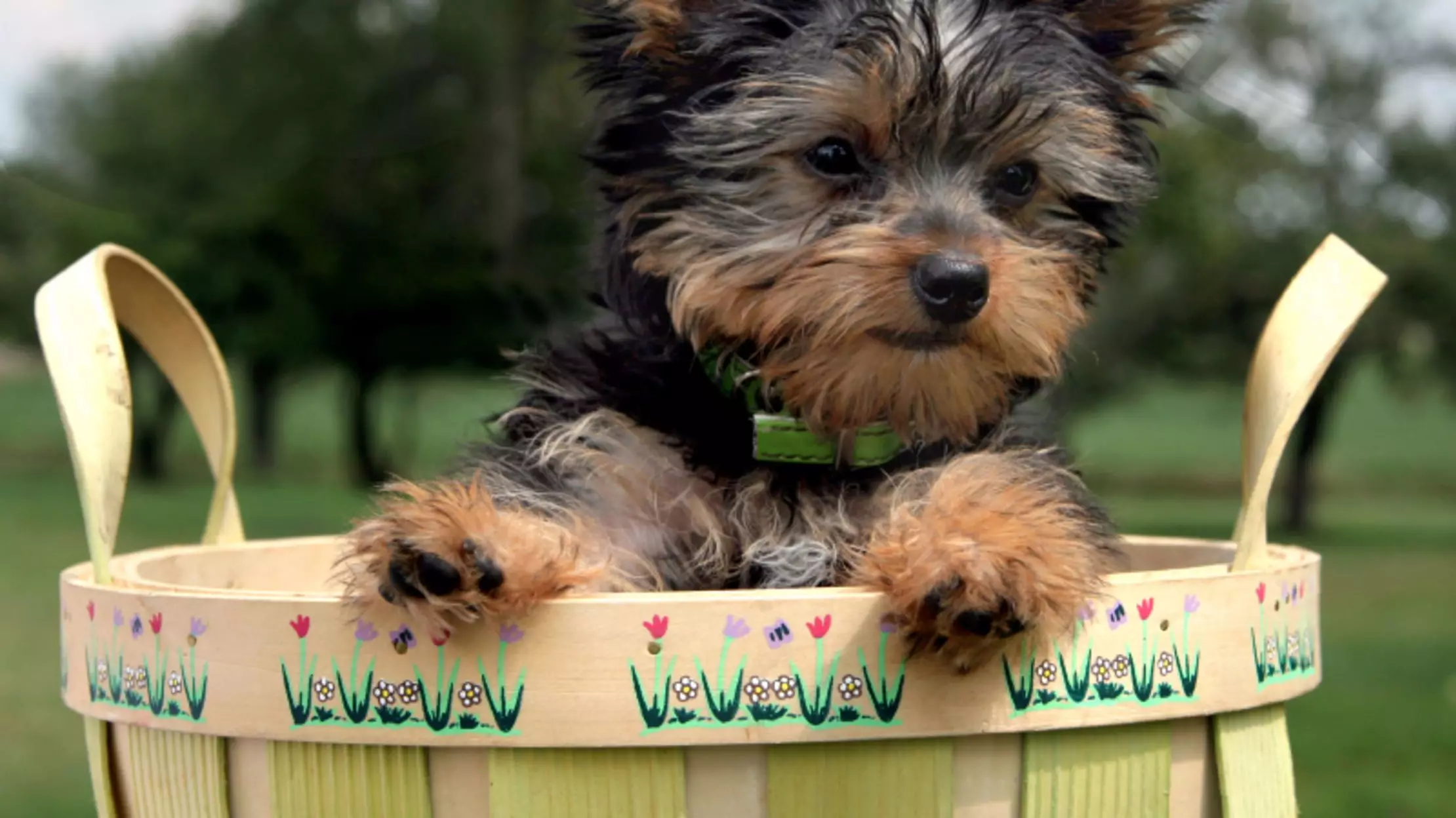 10 Fatti Ċkejkna Dwar Yorkshire Terriers