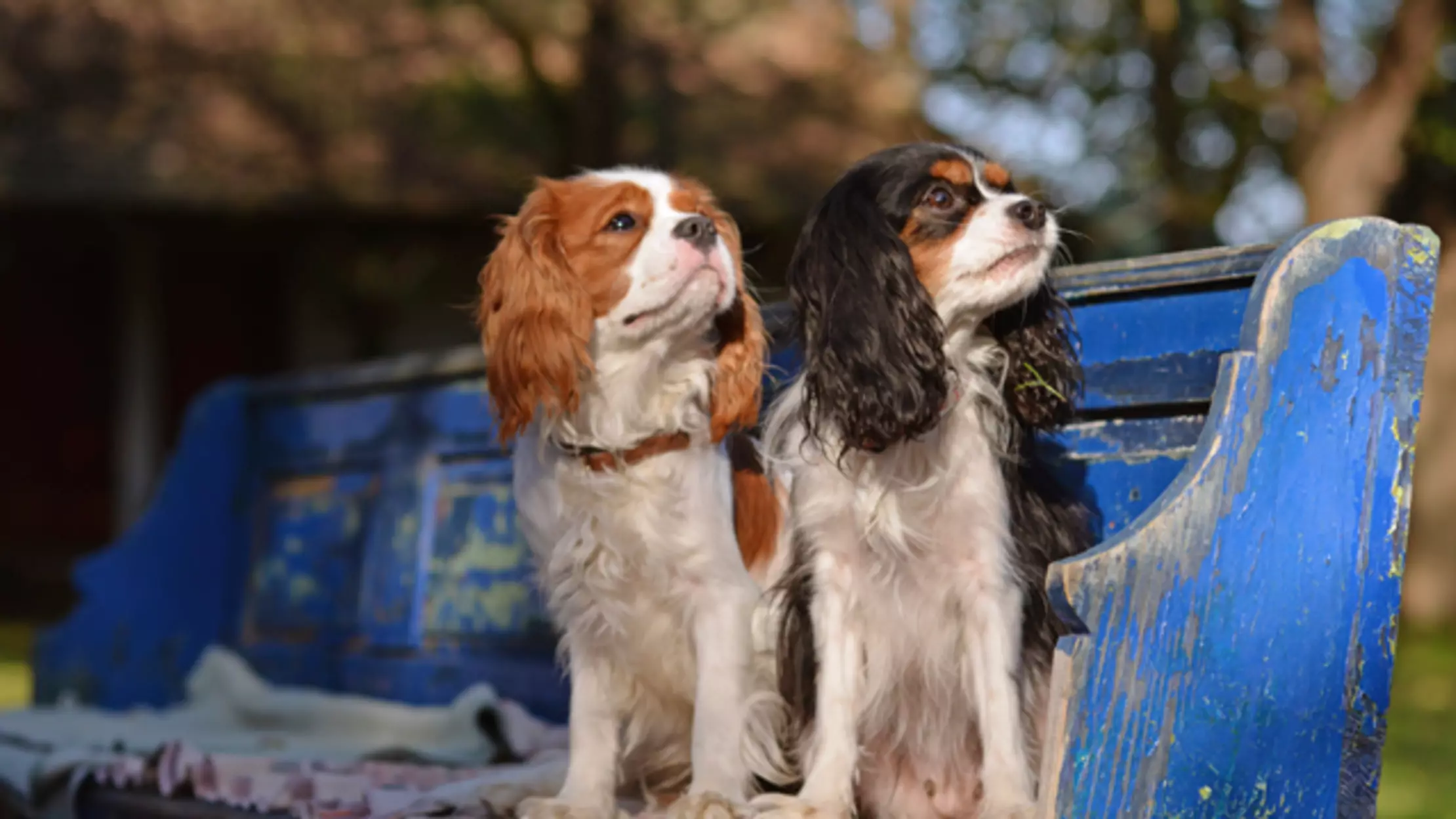 9 Fatti Regali Dwar il-Kavallier King Charles Spaniel