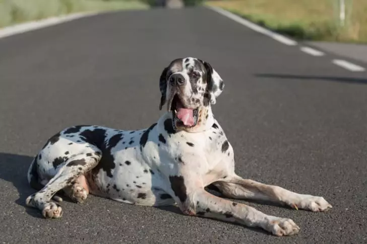 關於大丹犬的 10 個重要事實 2746_3