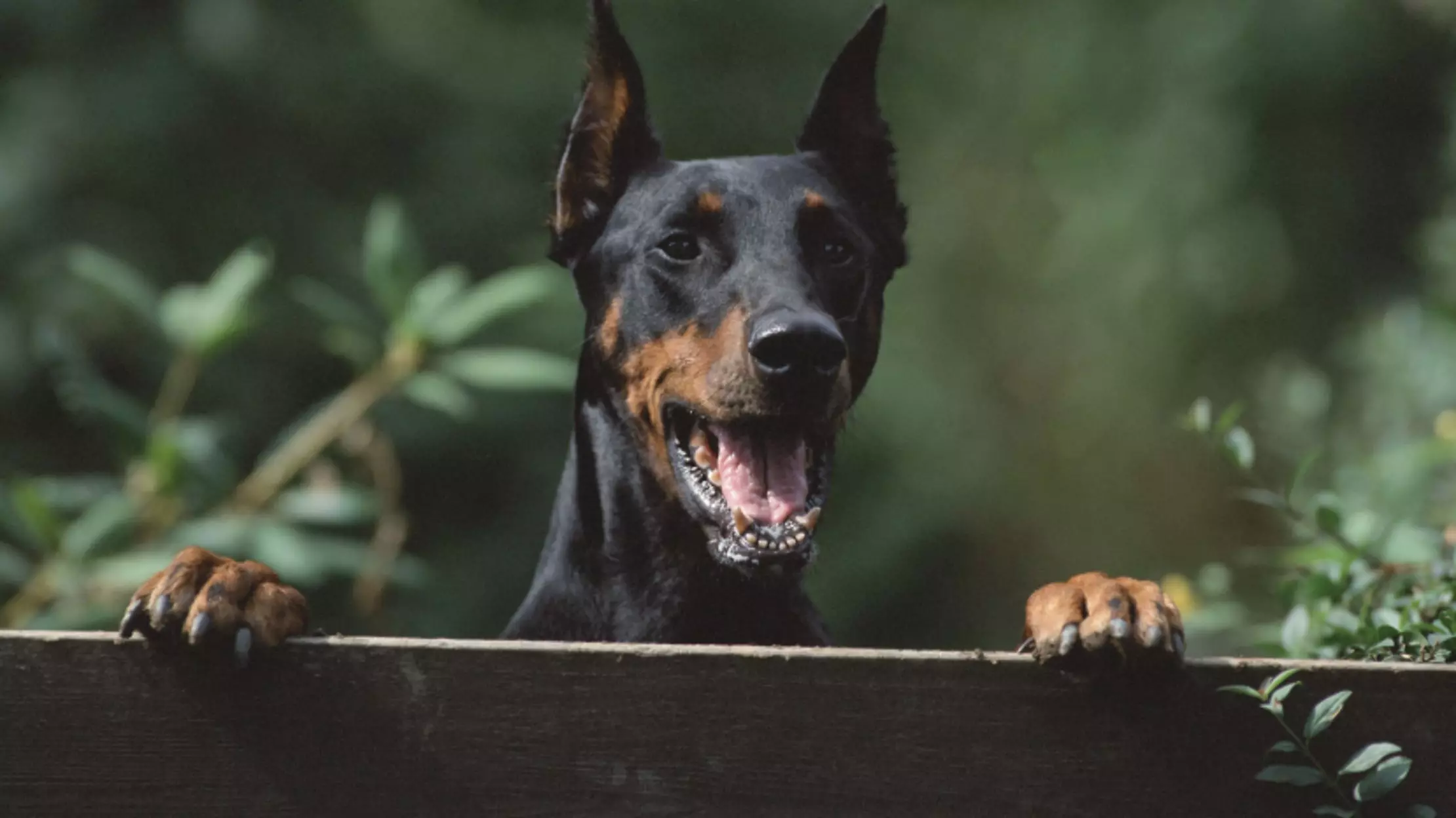 10 slim feite oor Dobermans