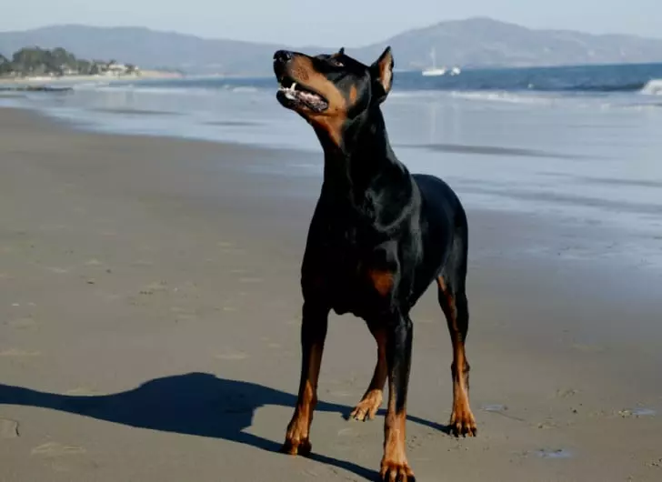 10 fatos inteligentes sobre dobermans 2747_1