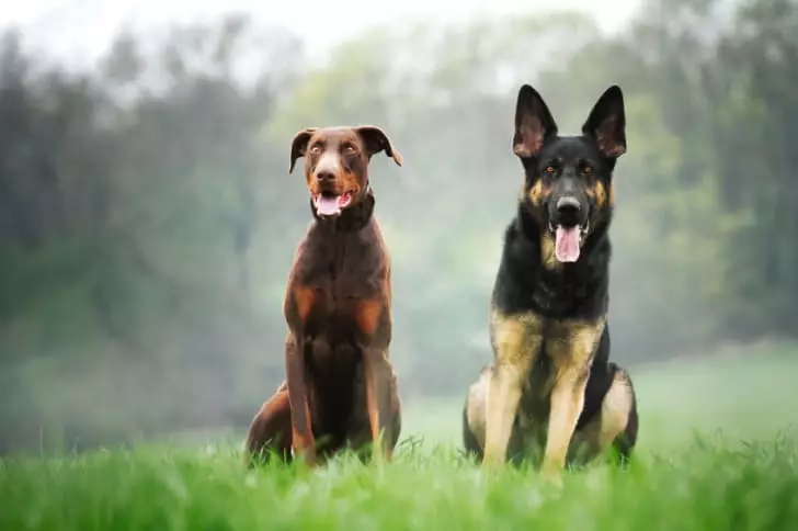 10 fatos inteligentes sobre dobermans 2747_2