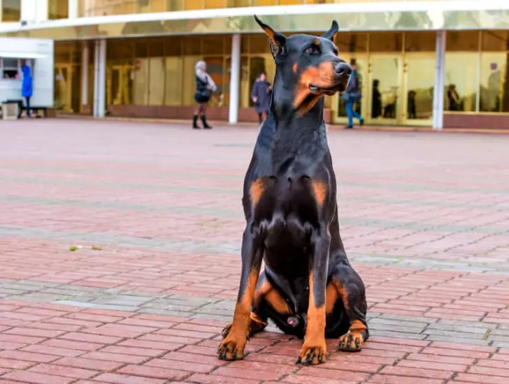 10 sự thật thông minh về Dobermans 2747_3