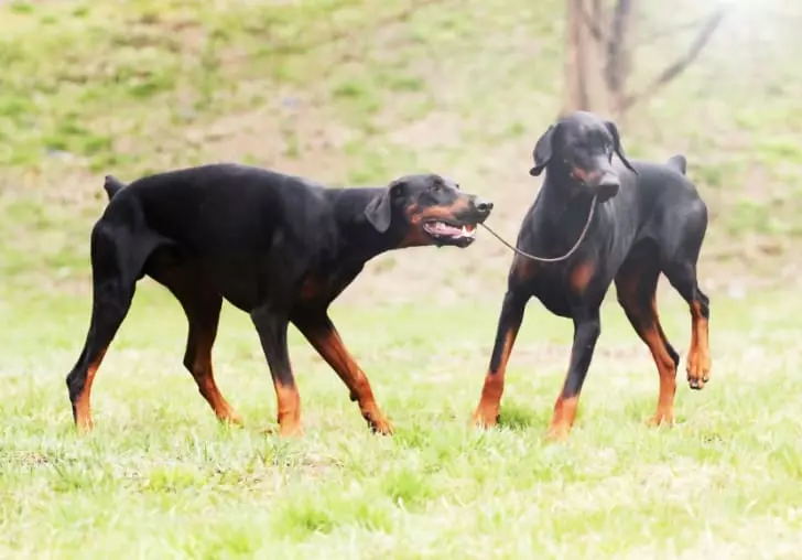 10 fatos inteligentes sobre dobermans 2747_4