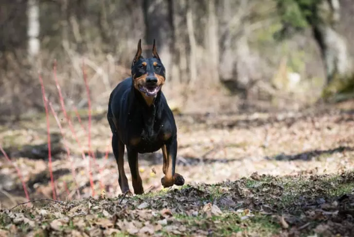 10 Faʻamatalaga Faʻamatalaga e uiga ia Dobermans 2747_5