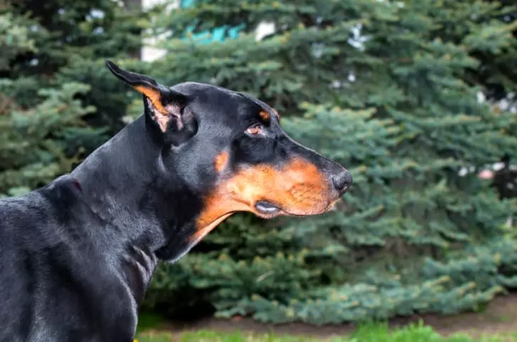 10 fatos inteligentes sobre dobermans 2747_6