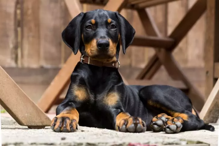 10 sự thật thông minh về Dobermans 2747_7