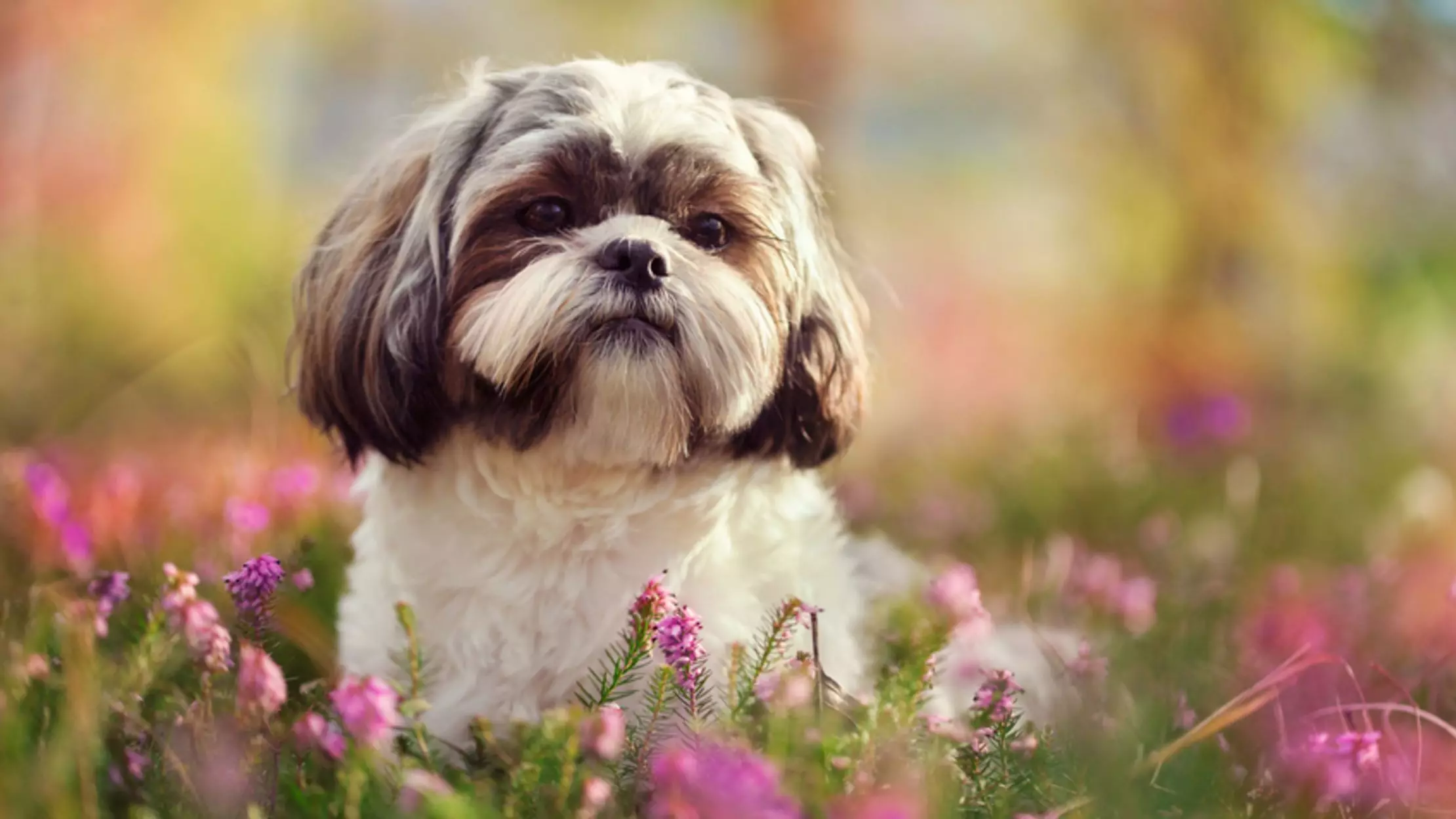 Shih Tzu ගැන සුමට කරුණු 9ක්