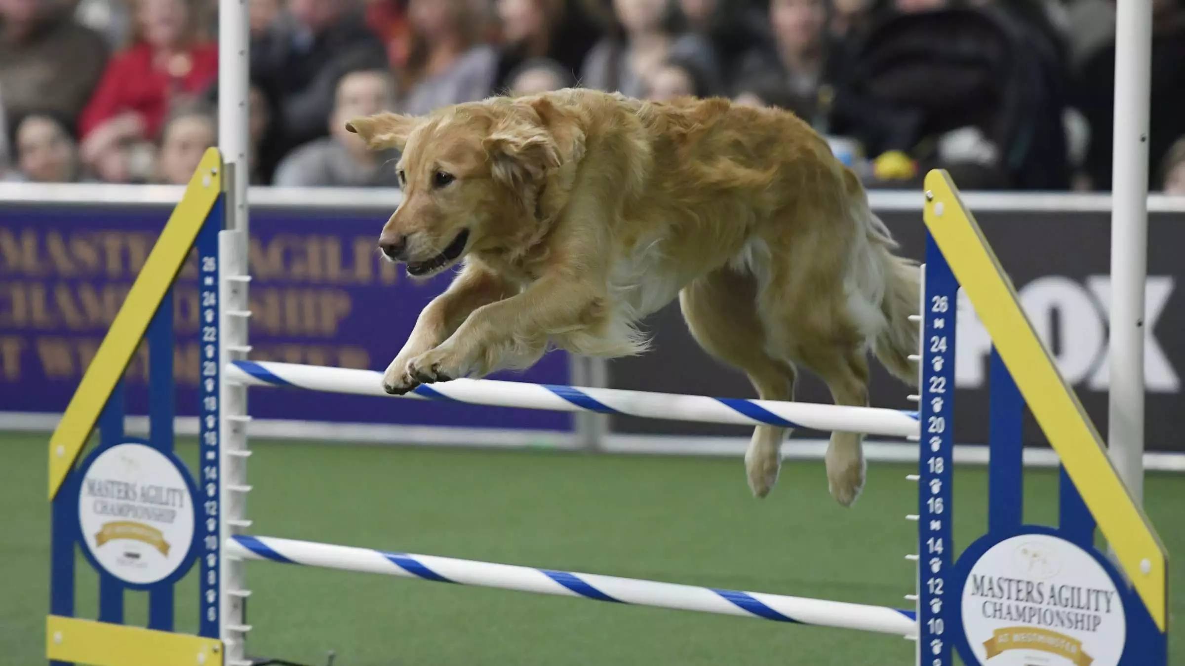 15 feiten over de Westminster Dog Show