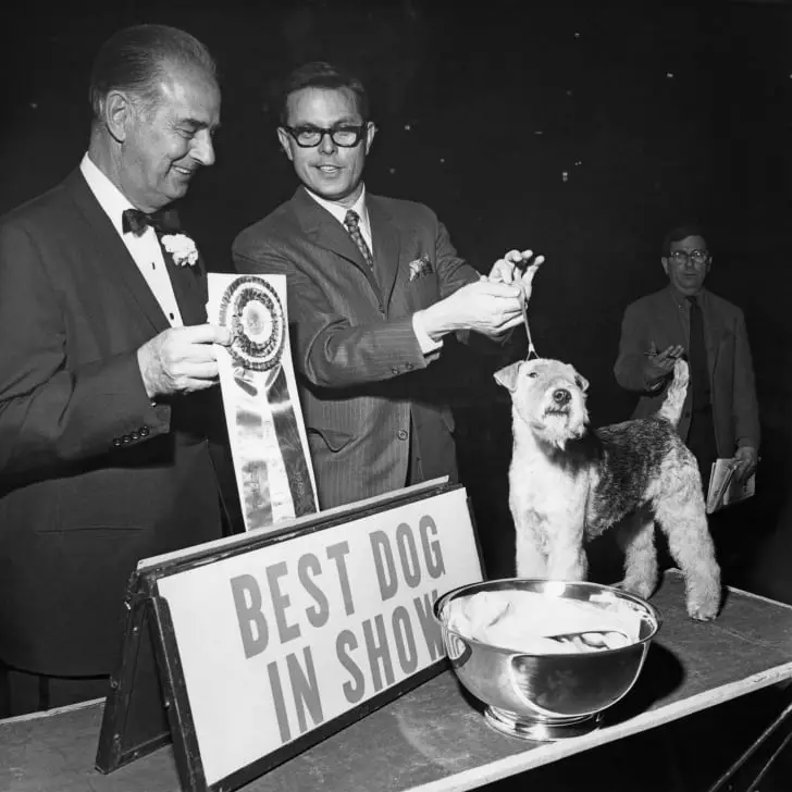 Prvak Stingray of Derryabah, alias Skipper, britanski jezerski terier, zmaga Best In Show na 92. Westminster Kennel Club razstavi v Madison Square Gardens, New York City, februar 1968