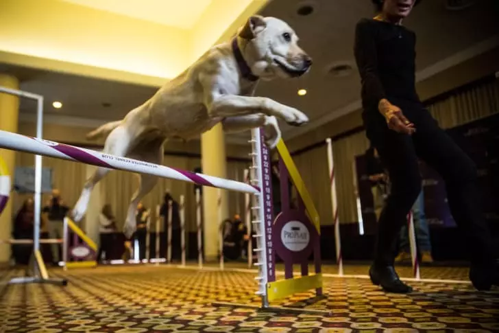 Maximus ti Westminster Dog Show 2019.