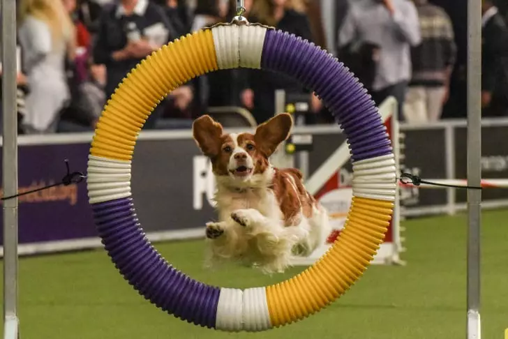 Hiji anjing bersaing dina Masters Agility Championship salila Westminster Kennel Club Dog Show di 2018.