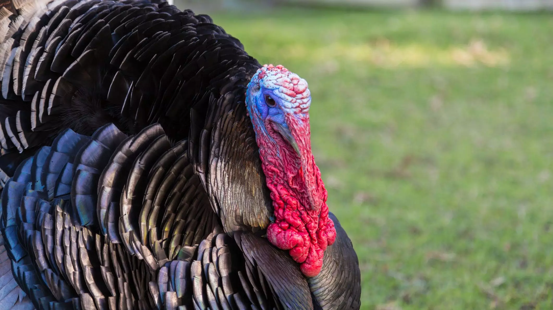 Saach Dat hänkt Tierkei Gesiicht Snood