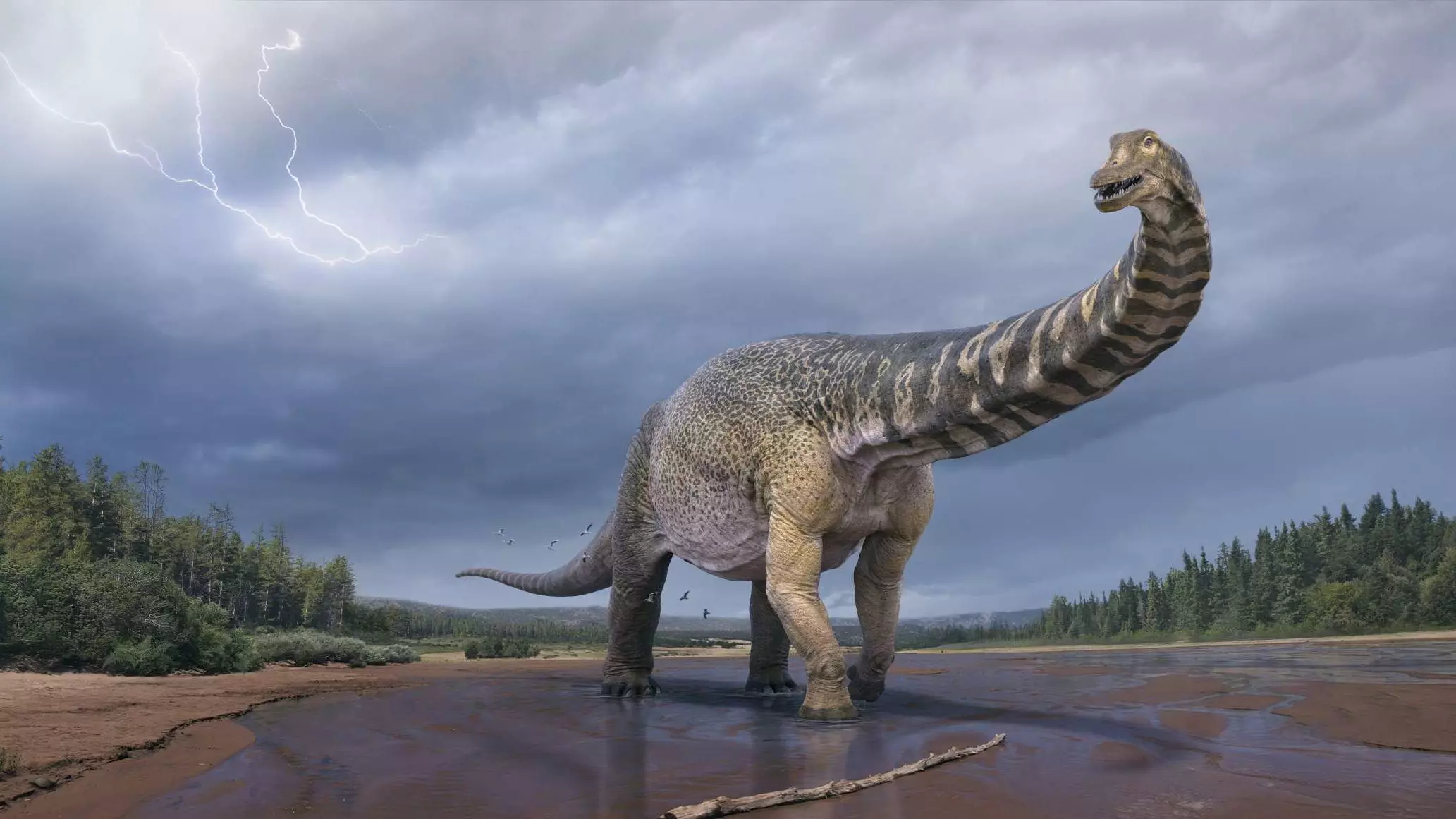 Uusi sauropodilaji on Australian tähän mennessä suurin dinosaurus