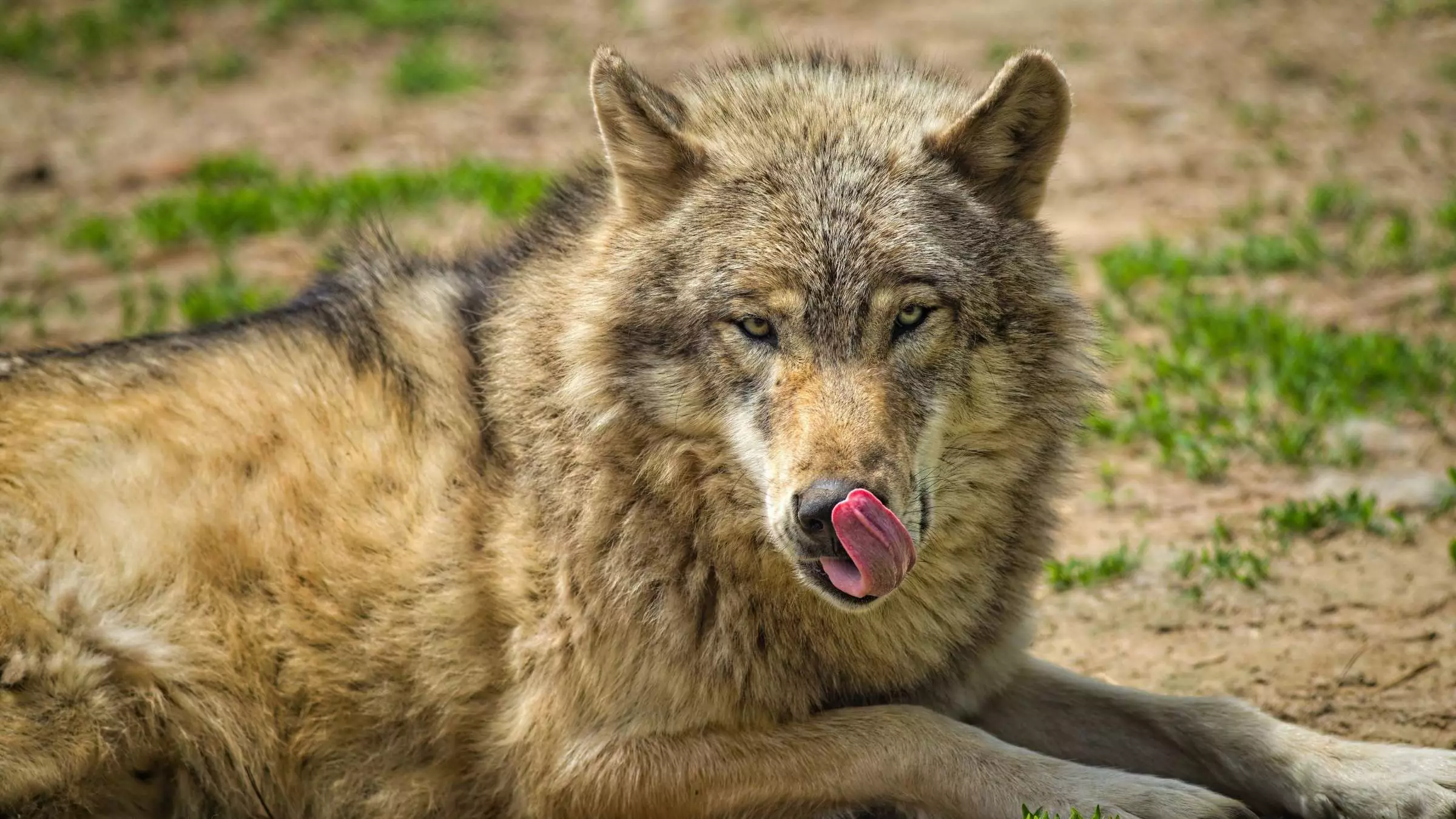 Game of Thronesin Dire Wolves oli olemassa, mutta ei ehkä ollut susia