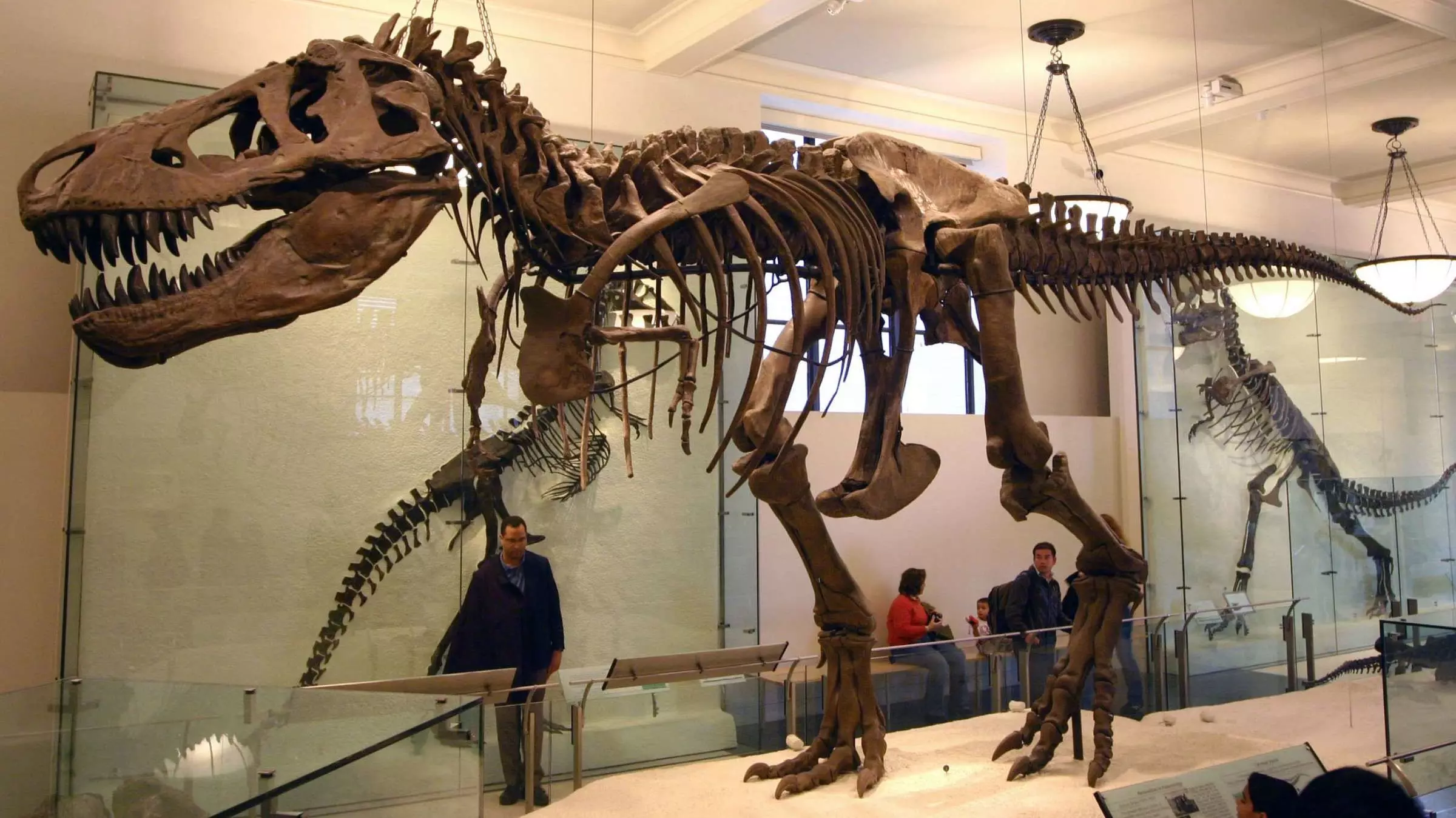 T. Rex li Muzexaneya Amerîkî ya Dîroka Xwezayî