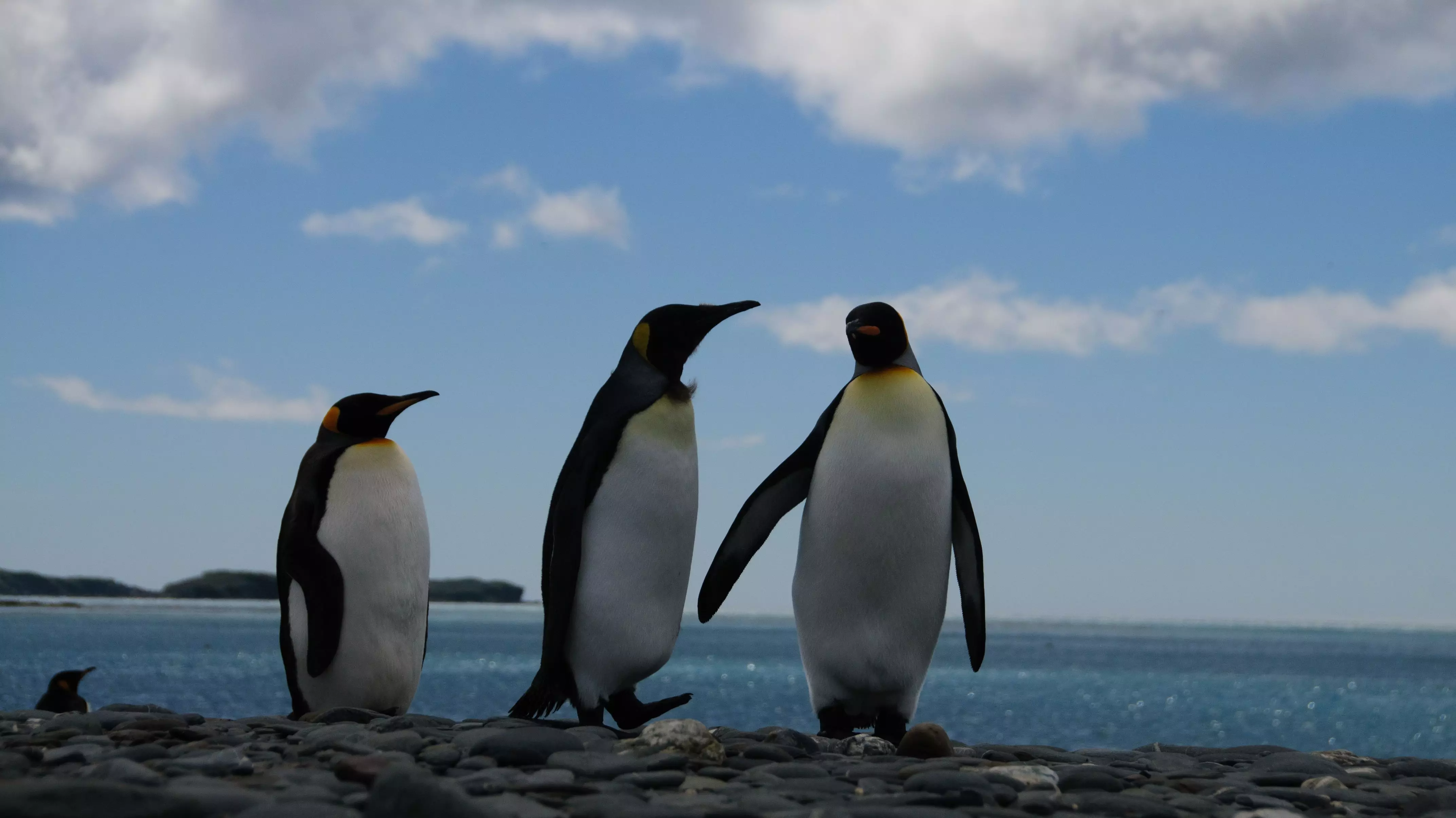 Uus-Meremaalt leiti inimsuuruse pingviini fossiil