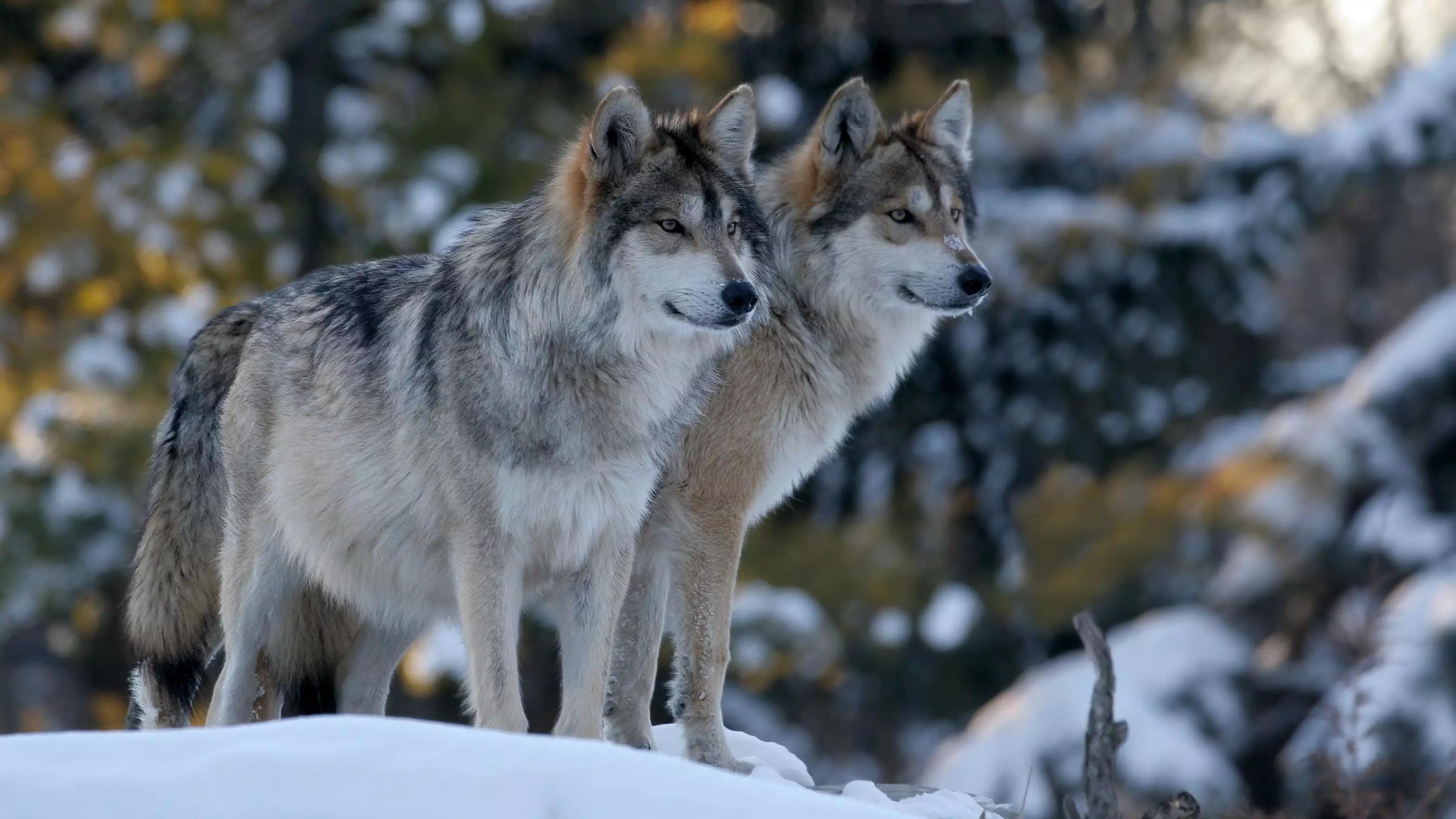 Siberi igikeltsast leiti suurepäraselt säilinud jääaegne hundipea