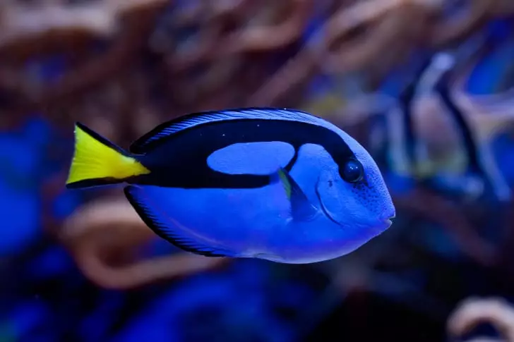 Dory သည် 'Nemo ရှာဖွေခြင်း' မှ မည်သို့သောငါးအမျိုးအစားဖြစ်သနည်း။ 2850_1