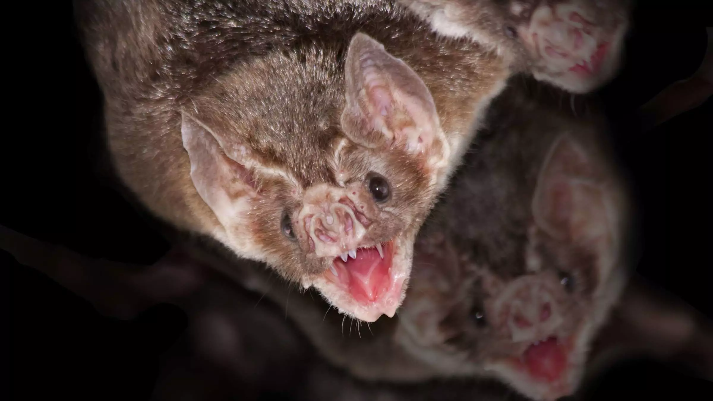 Gemeinsam Mëssverständnis iwwer Fliedermais