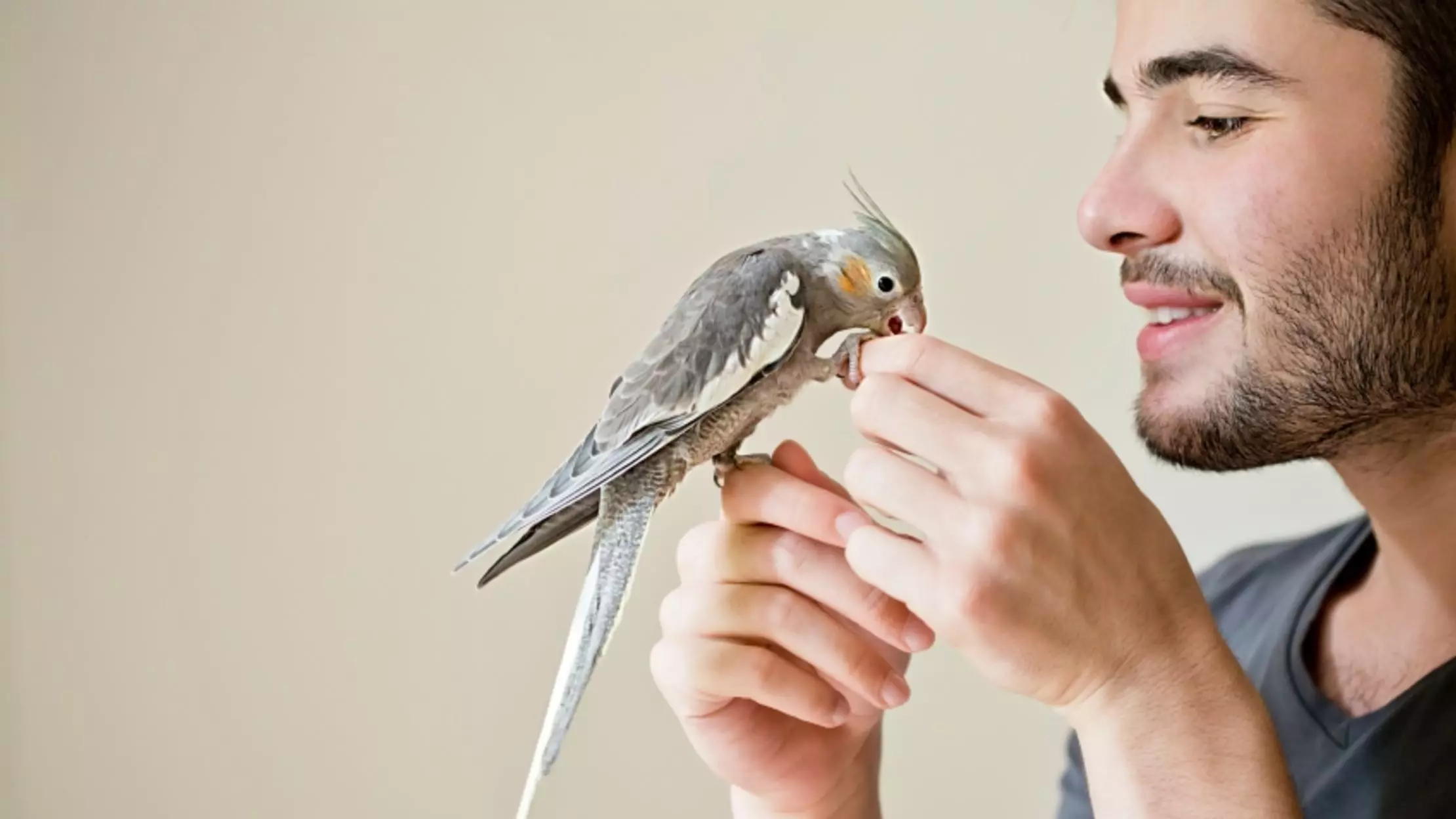 11 Dinge, die menschliche Ingenieure von Vögeln lernen
