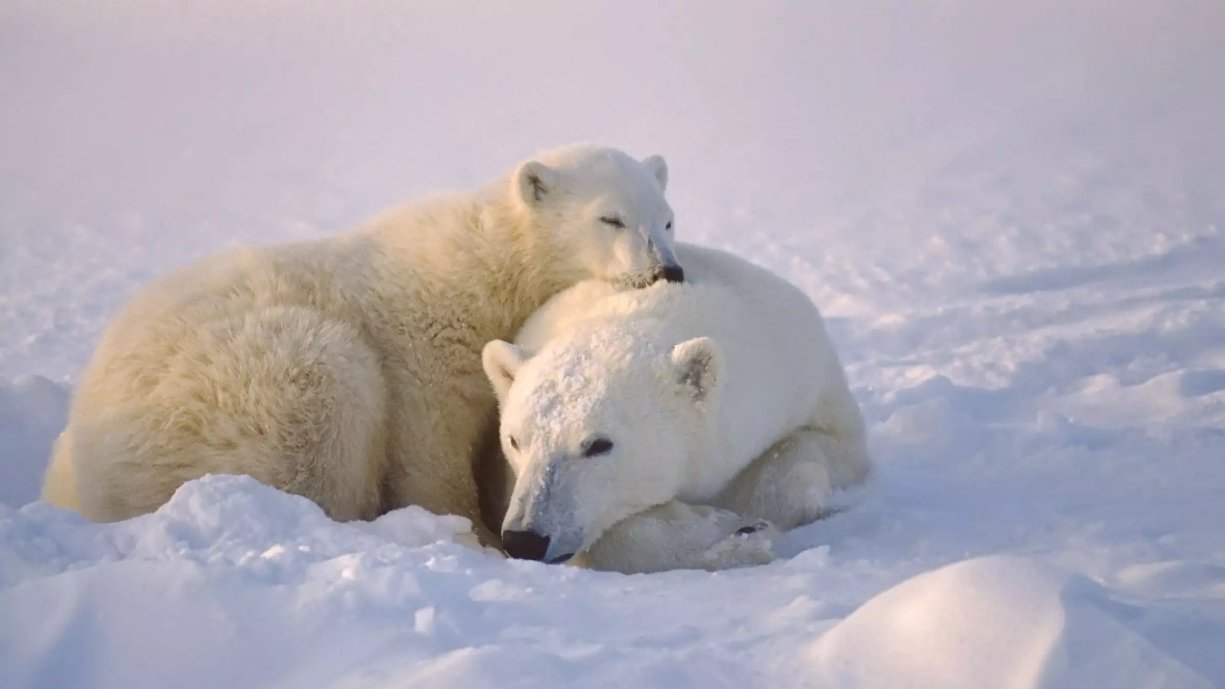 Mga Kamatuoran sa Polar Bear